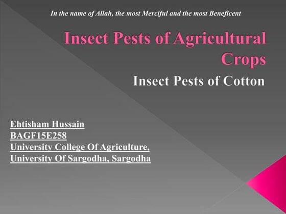 Pink boll worm | PPTX | Agriculture | Industries