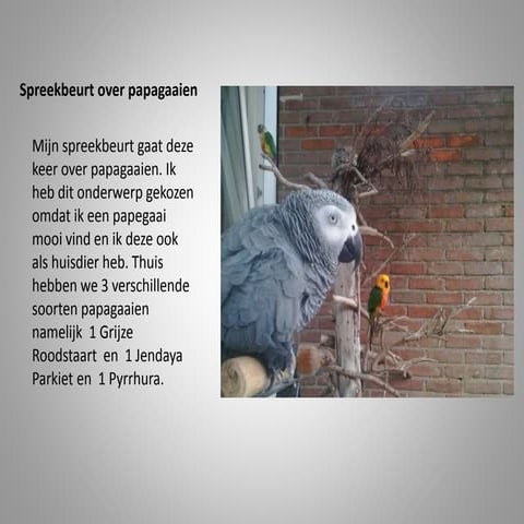 Spreekbeurt papegaaien door Pieter van der Vliet [ingezonden] | PPTX
