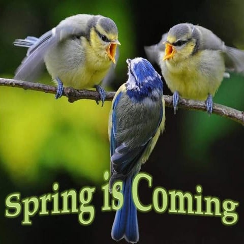 Spring is coming | PPS | Classical Music | Music