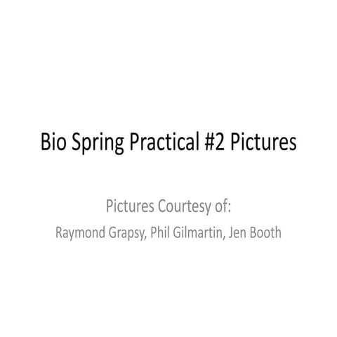 Spring practical 2 pictures 1 | PPTX