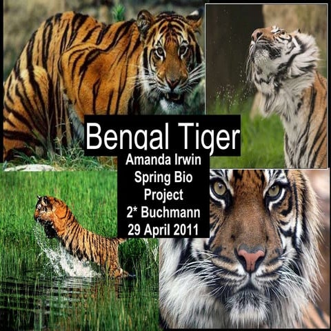 Amanda Irwin, period 2; Bengal Tigers | PPT