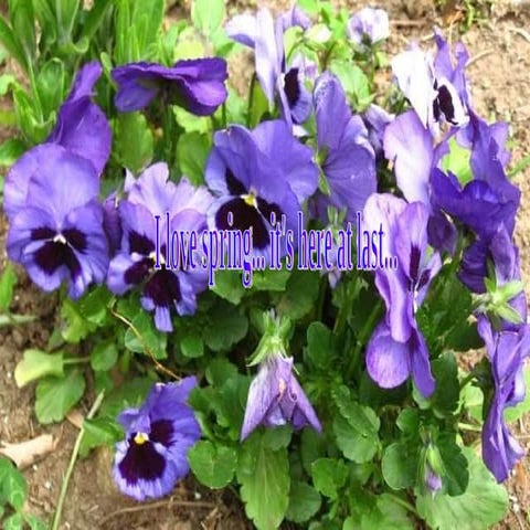 Spring Time Is Here | PPT