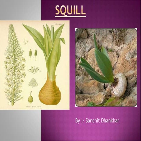 Squill Plant, Jangli Pyaaz (Pharmacognosy) | PPTX