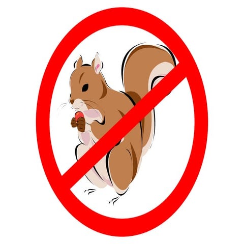No Squirrels Allowed | PPT
