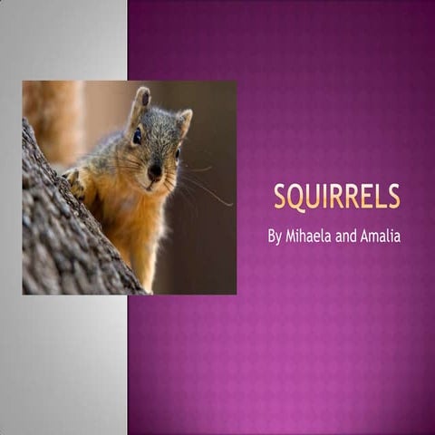 Squirrels | PPT