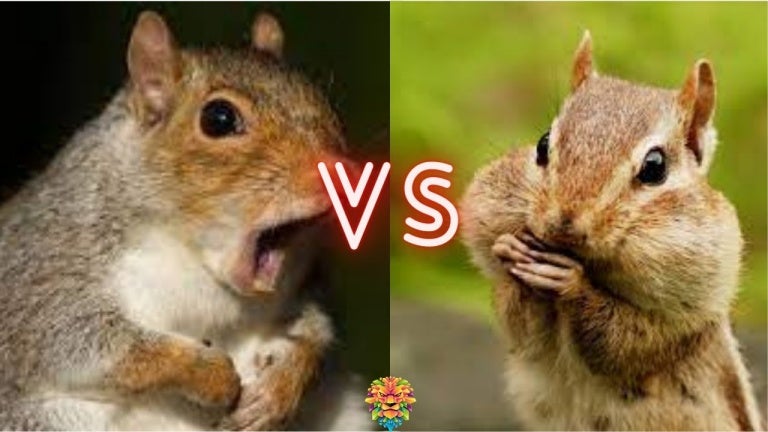 Squirrels vs Chipmunks.pdf