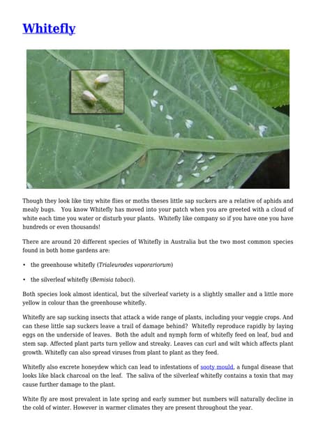 White fly control methods | PPTX