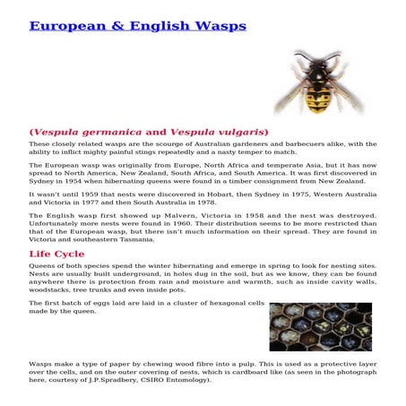European & English Wasps Pest Control | PDF