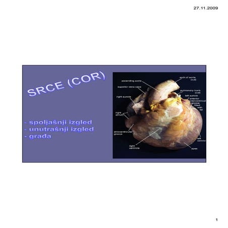 Srce spoljasnji izgled, gradja, projekcije | PDF