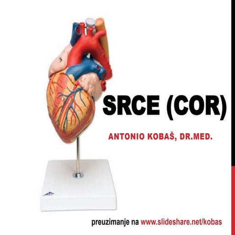 Srce (cor) | PPSX