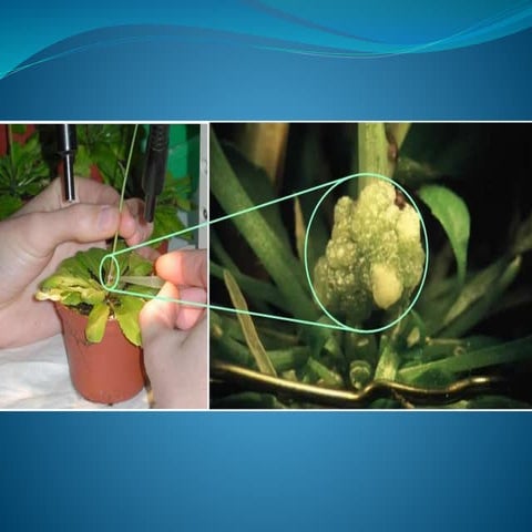 Agrobacterium mediated Transformation in rice | PPTX