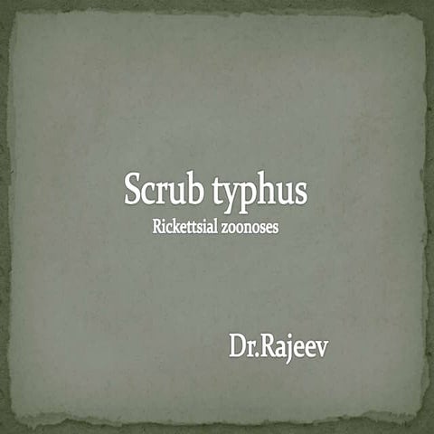 Scrub typhus | PPT