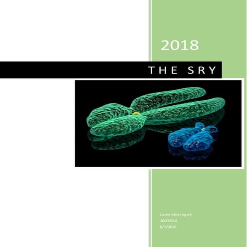 THE SRY gene and protein | PDF