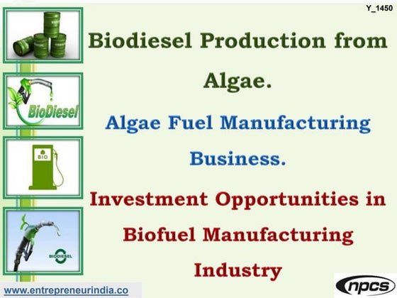 Biodiesel: The Future Fuel | PDF