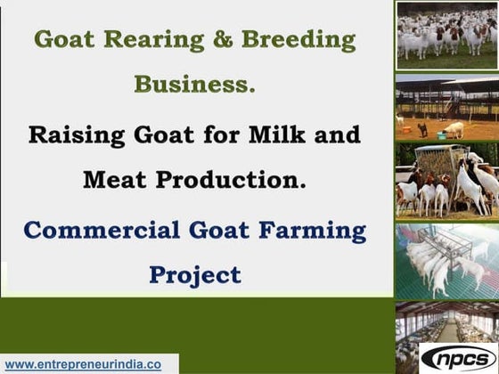 SUCCESSFUL ENTREPRENEURS IN ANIMAL AND FISH RAISING.pptx