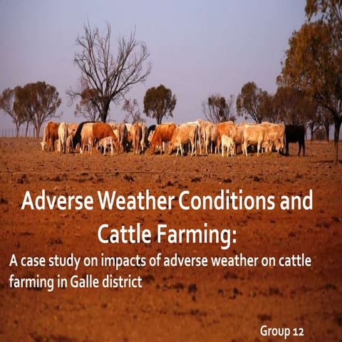 Adverse Weather Conditions and Cattle Farming: A case study on impacts ...