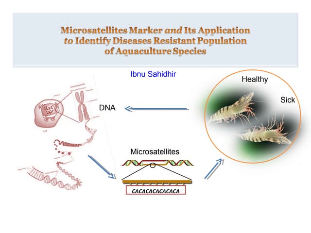 Microsatellites- Molecular fingerprints | PPT