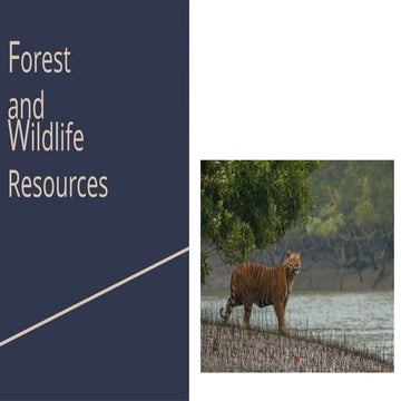 SST Presentation - Forest and wildlife.pptx
