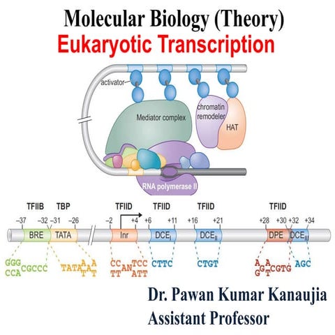 Eukaryotic Transcription | PPTX