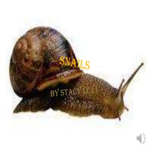 Stacy's snails | PPTX