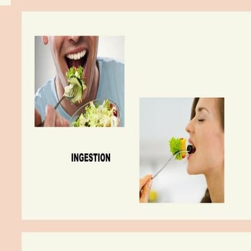 Stages-of-Digestion.1234567890okjygfdgfg | PPTX