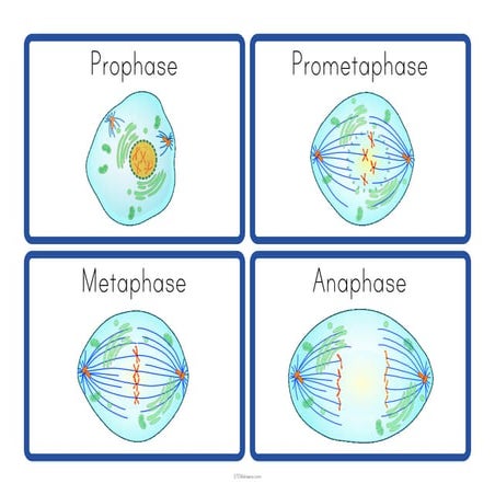 stages-of-mitosis-flashcards.pdf | Biological Sciences | Science