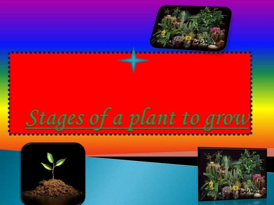 Dispersal of Seeds | PPTX