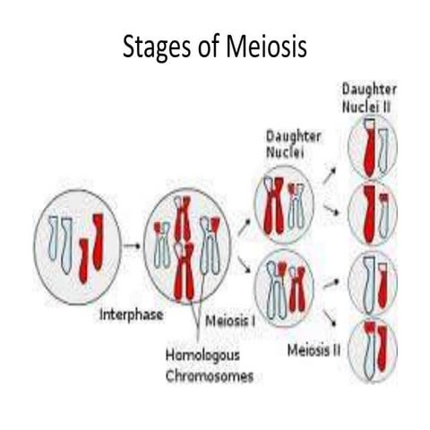 Stages of meiosis | PPTX