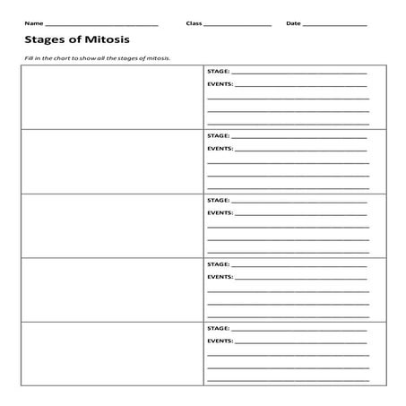 Stages of mitosis | DOCX