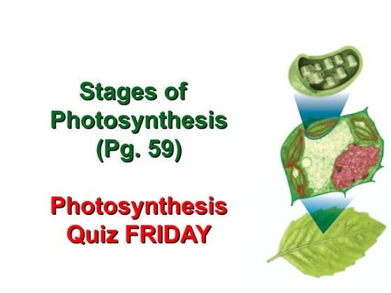 Photosynthesis Worksheet/ light dependent and independent reactions | PDF