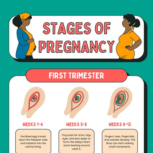 Stages of Pregnancy - myshishu pregnancy parenting | PDF