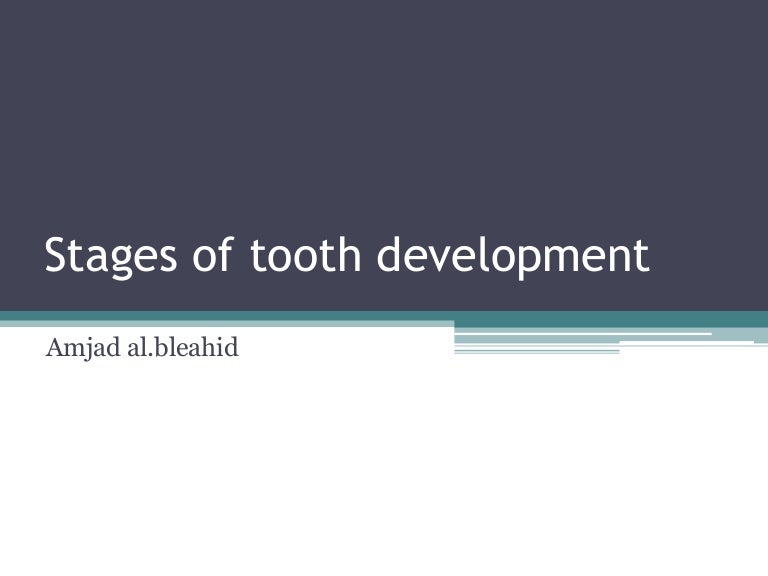 Stages of tooth development