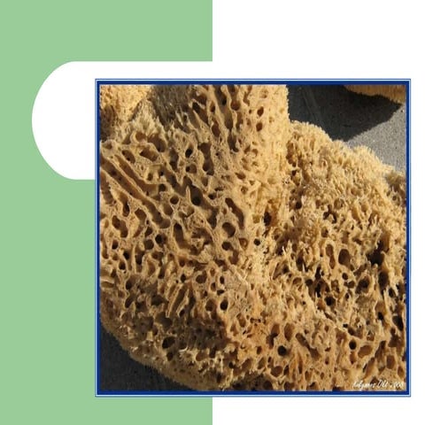 Biologie: De sponsen | PPT