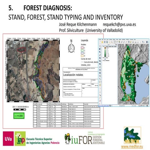 Forest Diagnosis: Stand, forest, stand typing | PDF