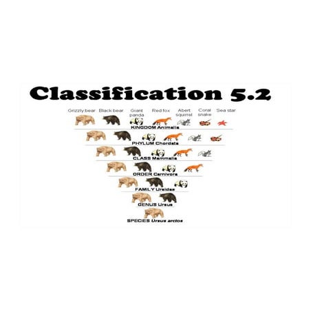 Standard 5.2 classification | PDF