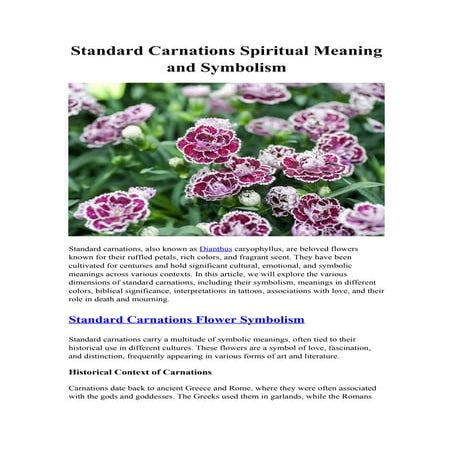 Standard Carnations Spiritual Meaning and Symbolism.docx