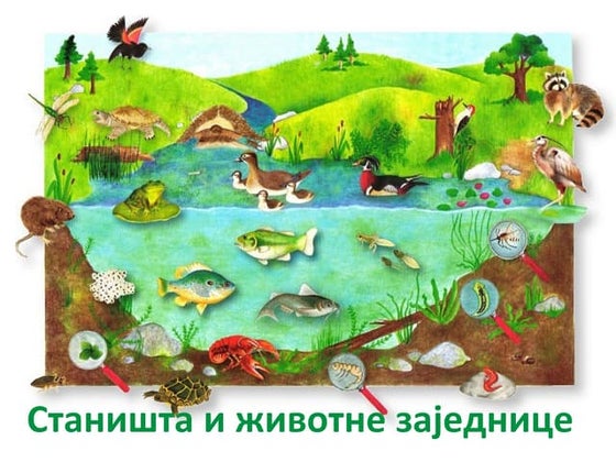 18. mo ishrana i koristi domacih zivotinja | PPT