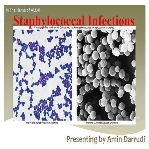 Staphylococcal Infections | PPTX