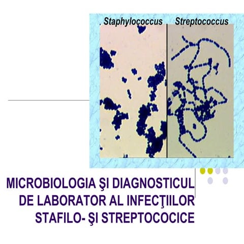Staphylo-Streptococcaceae-46705_(1)-92998.pdf