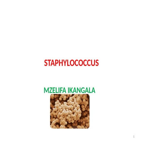 STAPHYLOCOCCI bacteria which is negative and its effect | PPT