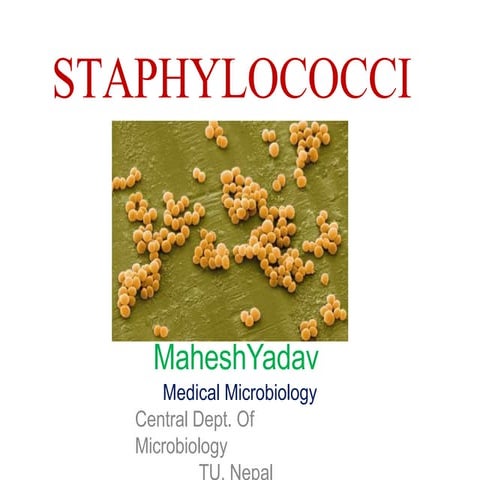 staphylococcus-131009035940-phpapp01 (1).pptx