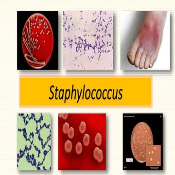 Staphylococcus | PPTX