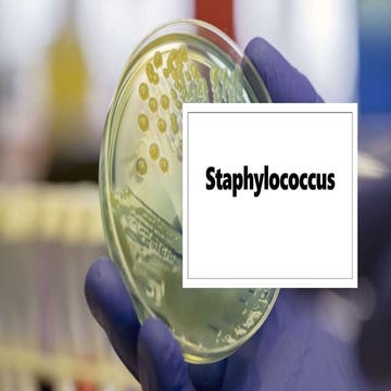 Staphylococcus Dr.Ashna Ajimsha | PPTX