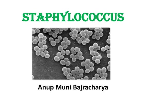 Staphylococci ( gram positive cocci) | PPTX