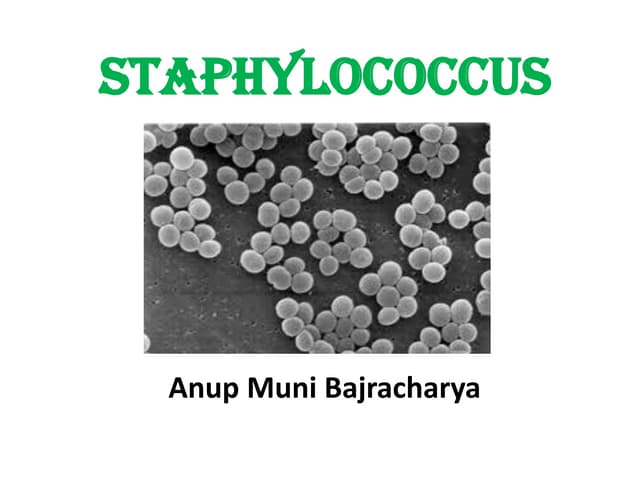 Staphylococcus streptococcus their toxins, diagnosis and treatment | PPTX