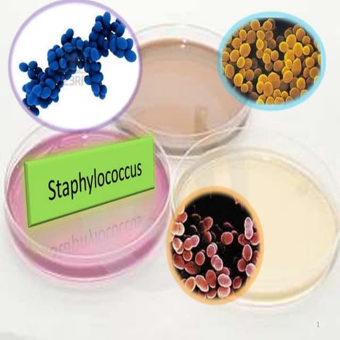 Staphylococcus | PPTX