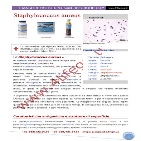 Staphylococcus Aureus | PDF | Infectious Diseases | Diseases and Conditions