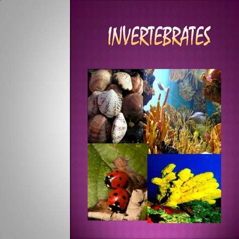 INVERTEBRATES | PPTX