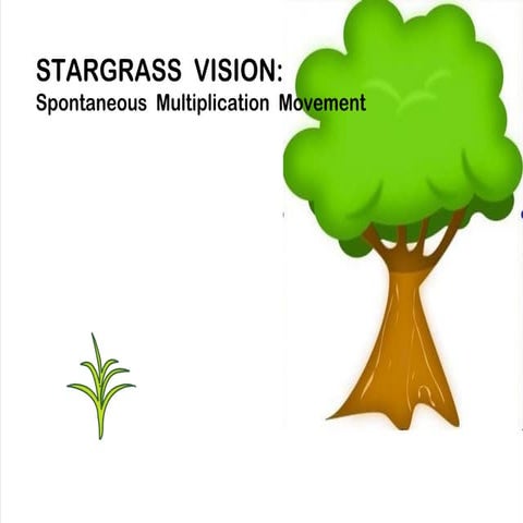 Stargrass Strategy | PPT | Gardening | Home & Garden