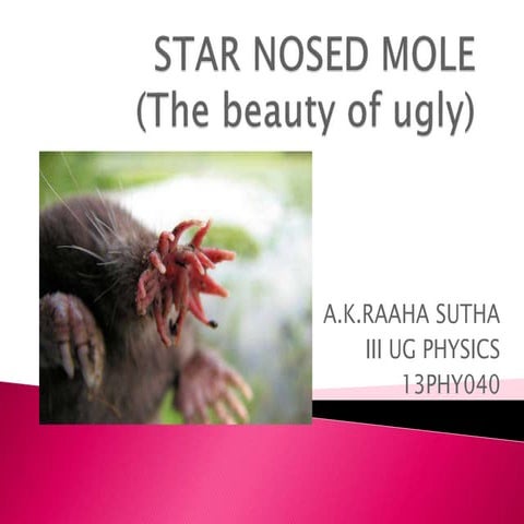 Star nose mole assignment | PPTX